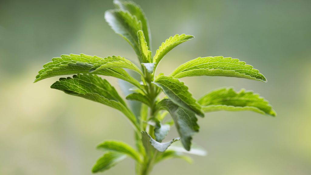 SECRET STORY OF STEVIA NATURAL SWEETENER - VianaStevia VianaStevia